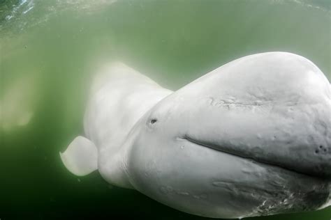 Beluga Whales Playing