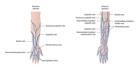 Where Can A Phlebotomist Draw Blood From Phlebotomy Usa