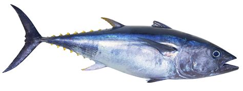 Can Farmed Tuna Save The Bluefin From Extinction The Japan Times