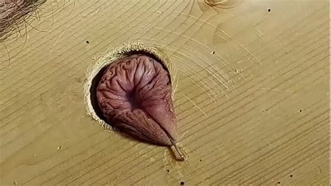 Staple The Foreskin Xxx Mobile Porno Videos And Movies Iporntvnet