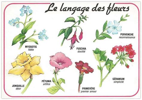 Type De Fleur Et Signification Abductions
