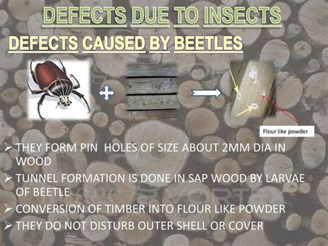 Defects In Timber Pptx