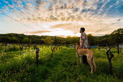 Best 11 Wineries In Santa Rosa Ca A Guide To Tasting And Touring