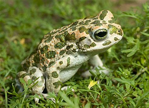 European Green Toad Facts And Pictures