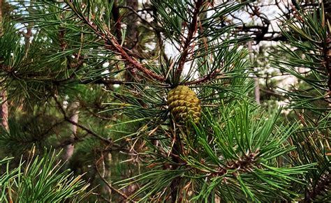 The Renaissance Curled Up In A Pine Cone East End Beacon