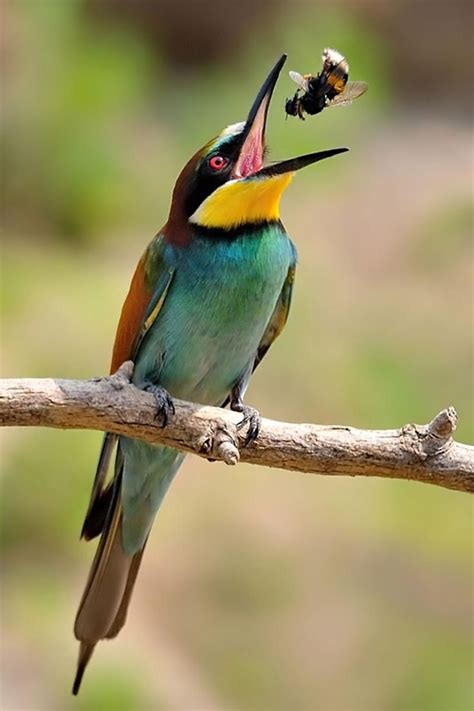 European Bee Eater The European Bee Eater Merops Apiaster Is A Bird
