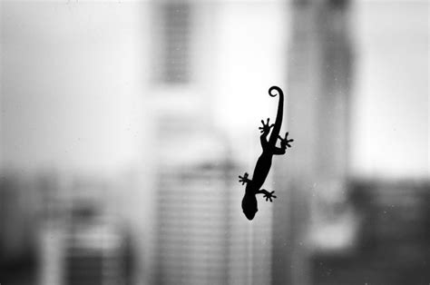 Kenapa Cicak Tiba Tiba Mengeluarkan Suara Berdecak Ternyata Ini