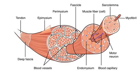 Skeletal Muscle Labeled Diagram Anatomy And Structure