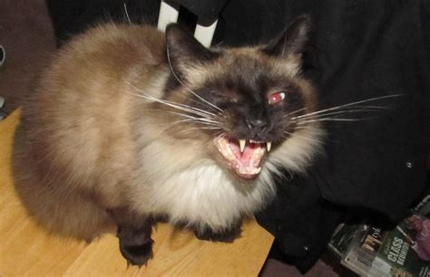 Krazy Kitty By Ohioeriecanalgirl On Deviantart