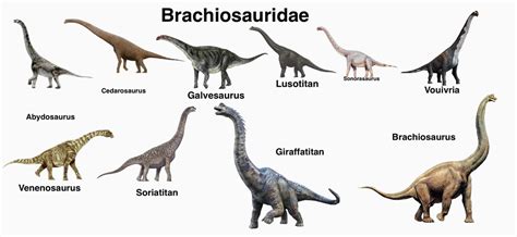 Brachiosaurus Vs Diplodocus Giant Differences Explained Dino World