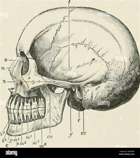 Coronoid Process Skull