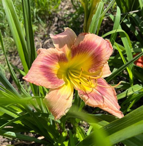 Bending Hill Farm Roll Up Candy