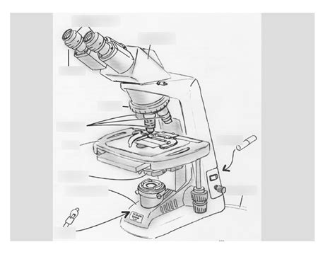 Microscope Diagram Diagram Quizlet