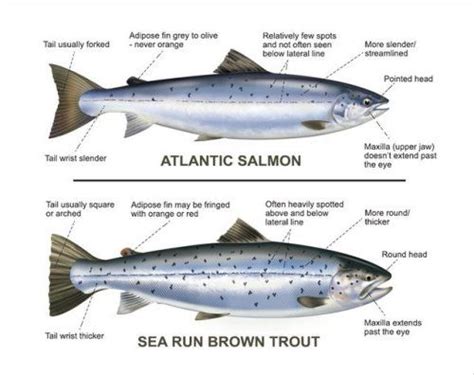 Identifying Brown Trout Vs Salmon For Winter Angling