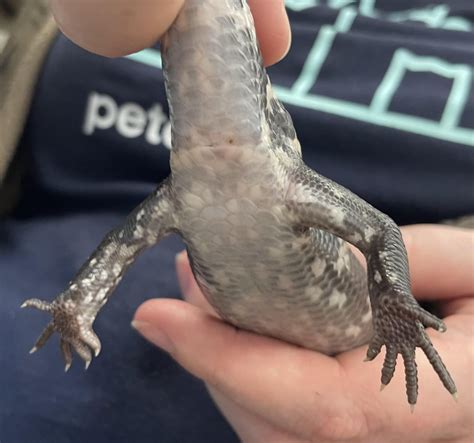 Subspecies Sex If Possible Rbluetongueskinks