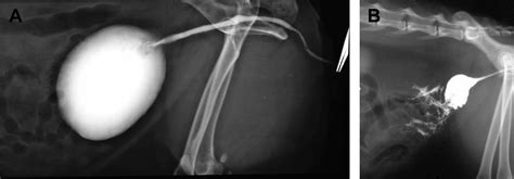 Diagnostic Imaging Of The Urinary Tract Veterinary Clinics Small