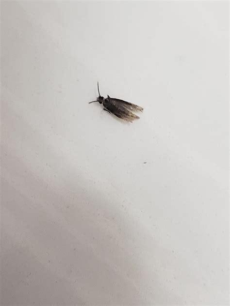 Termite Or Something Else Rwhatsthisbug