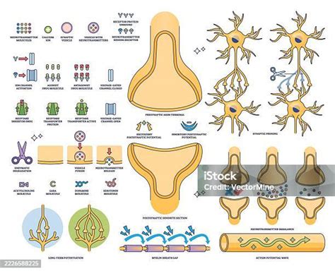 Sinapsis Dan Neurotransmisi Memvisualisasikan Terminal Neuron Celah Sinaptik Dan
