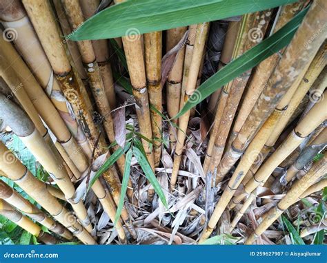 Clumps Of Bamboo Trees Bamboo Can Be Used In A Variety Of Ways Stock