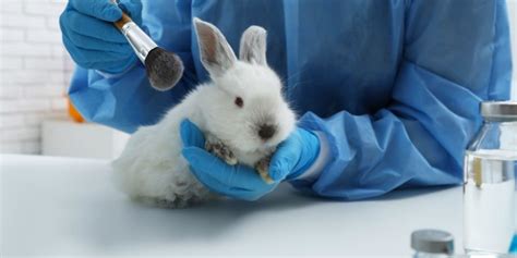The House The Government Must Ensure That Animal Testing Of Cosmetics