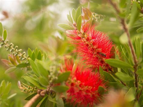 Bottlebrush Plant Pruning And Care How To Grow A Bottlebrush