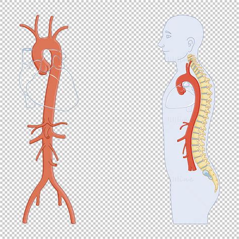 Aorta Vector