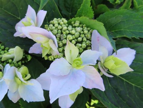 Hydrangea Serrata Tuff Stuff Ah Ha™ Riggins Nursery Llc
