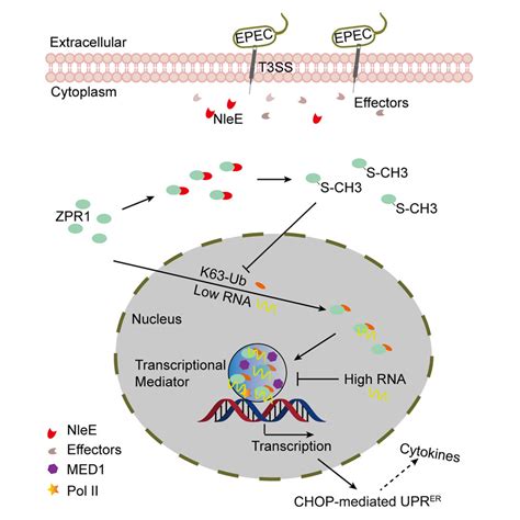 Bacterial Effector Restricts Liquid Liquid Phase Separation Of Zpr1 To