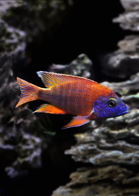 Red Peacock Cichlid