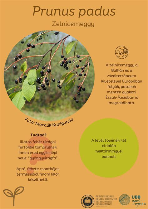 Prunus Padus Biogeo Ubb Cluj Napoca