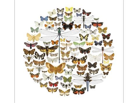 Liljebergs Circle Of Bugs Picture 50 X 70 Cm Mohd Shop