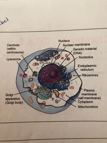 Bio 109 Chap 3 Flashcards Quizlet