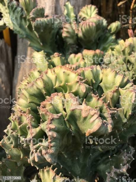 Pohon Ini Memiliki Bentuk Yang Chic Foto Stok Unduh Gambar Sekarang