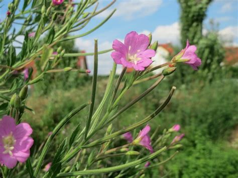 An Invasive Willowherb To Watch For Fine Gardening