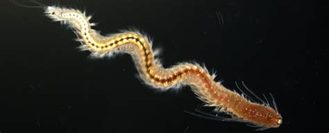 This Worm Can Regrow Its Body By Reversing To A Stem Cell Like State Science News