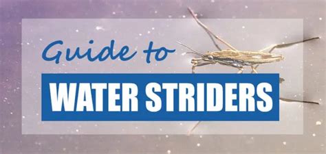 Water Strider Facts And Information Guide 2023 Gerridae Pond Informer