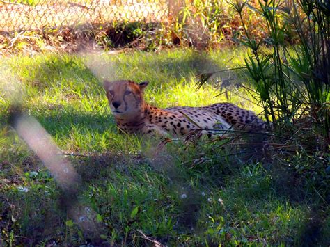 grid cheetah lay by hazlenaut on deviantart