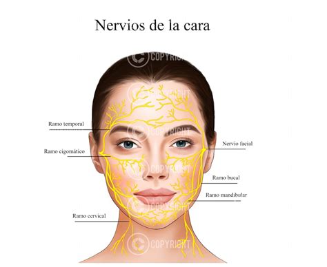 Anatomía Facial Nervios De La Cara Práctica Estética Anatomía