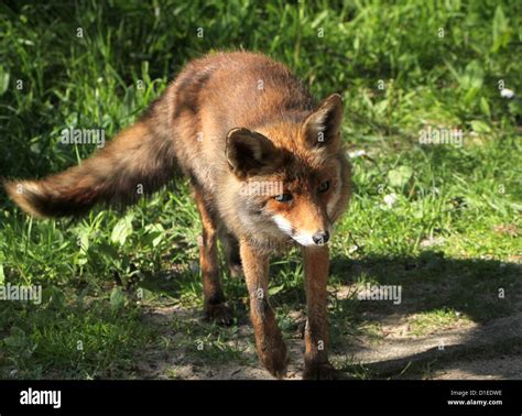 Wild European Red Fox Vulpes Vulpes In Natural Setting And Impressive