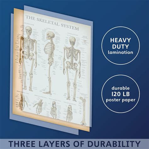 Mua Palace Learning Vintage Skeletal System Anatomical Chart Human