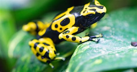 Poison Dart Frogs Are Cool Colorful And Have A Warning For Potential