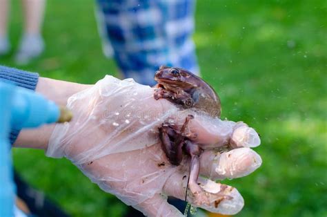 Litoria Caerulea The Australian Dumpy Tree Frog Is Sitting On Gloved Hands Stock Image Image