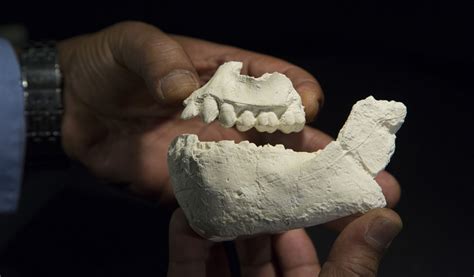 Australopithecus Anamensis Jaw