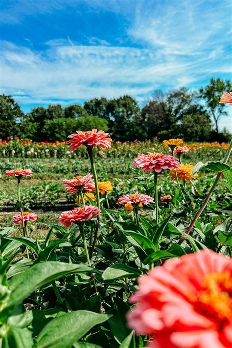 8 Beautiful Dahlia Farms To Pick Your Own Flowers In The U S