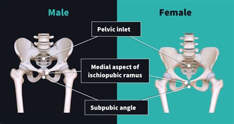 Medial Aspect Of Ischiopubic Ramus