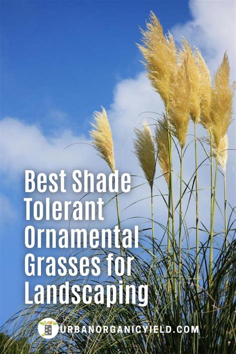 Best Grass For High Shade At Kristian Hamm Blog