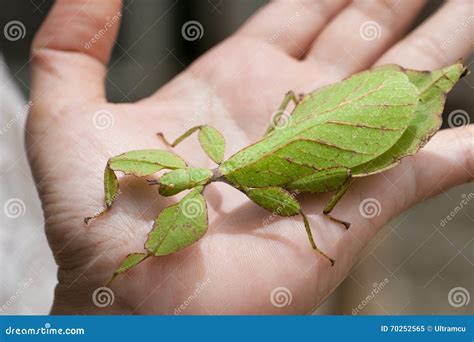 Gray S Leaf Insect On Hand Stock Image Image Of Life 70252565