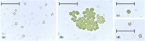 Different Cell Types Of Tetraedron Minimum Found In Liquid Cultures