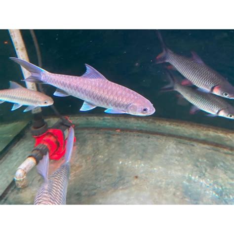 Jual Patung Neo Stracheyi Thailand Shopee Indonesia