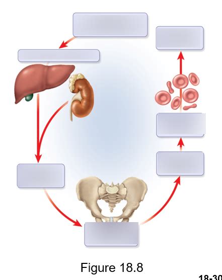 Erythrocyte Homeostasis Diagram Quizlet